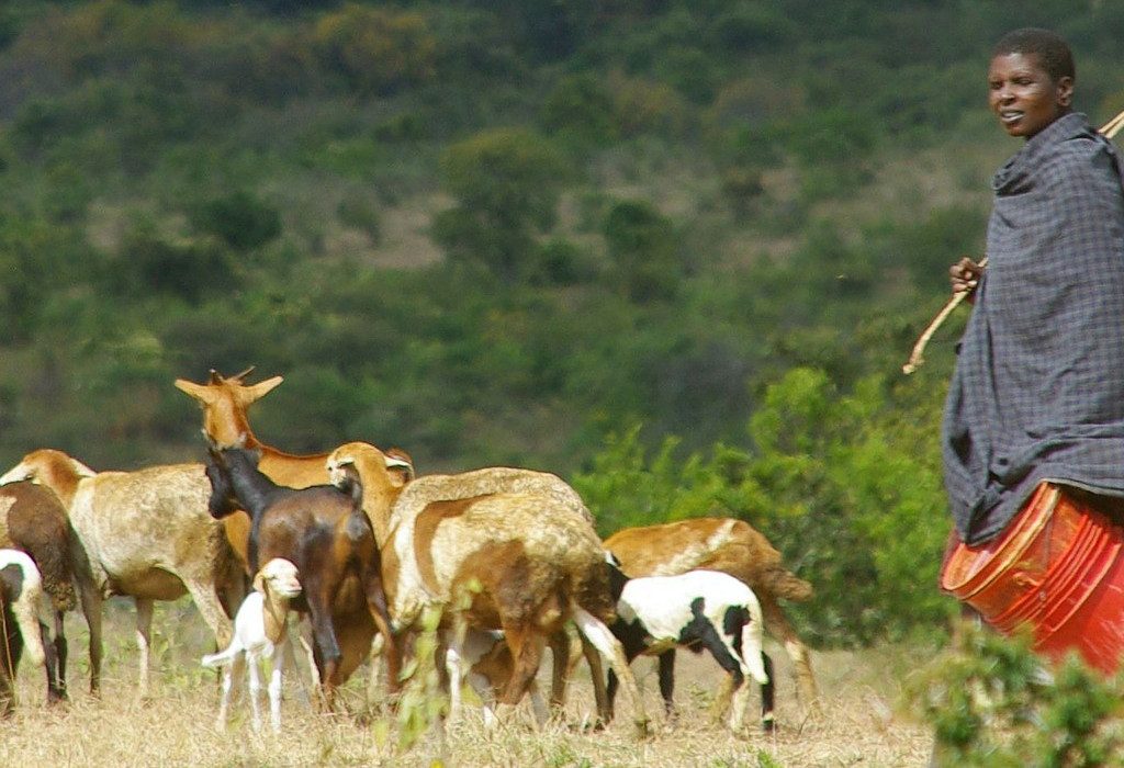 africa-shepherd – 북미주 KCBMC